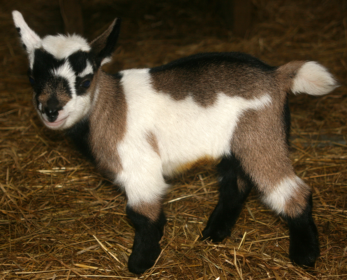 Jodie_Lennon_2 – Brucklay Pygmy Goats & Shetland Sheep