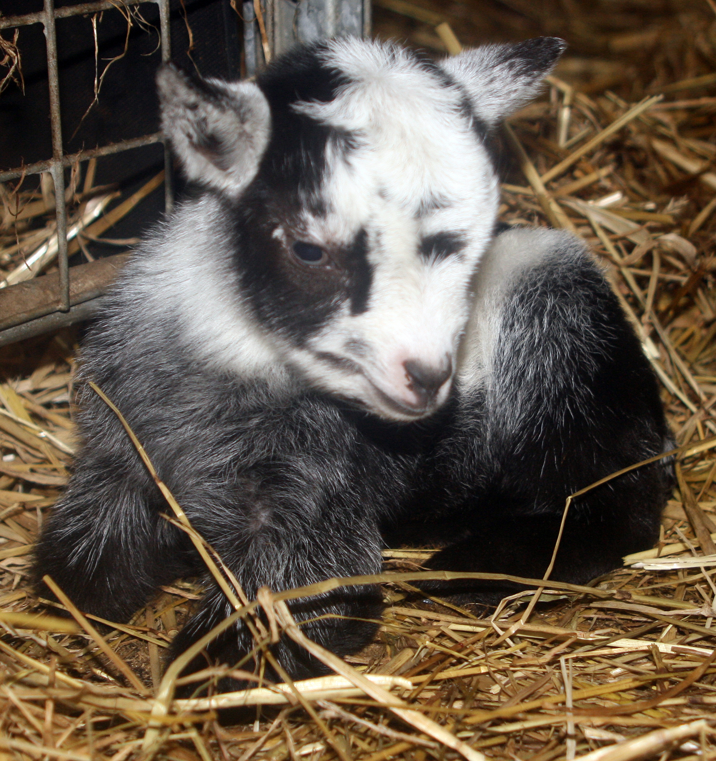 Gallery 2021 – Brucklay Pygmy Goats & Shetland Sheep