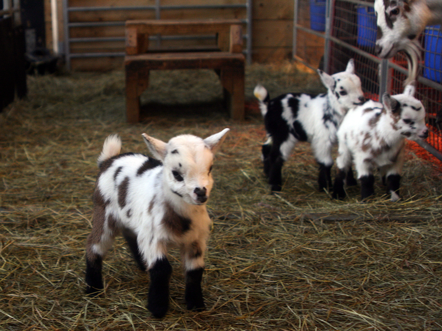 Gallery 2019 – Brucklay Pygmy Goats & Shetland Sheep
