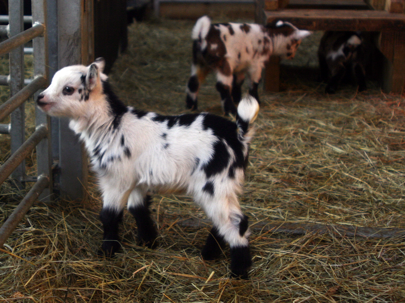 Gallery 2019 – Brucklay Pygmy Goats & Shetland Sheep