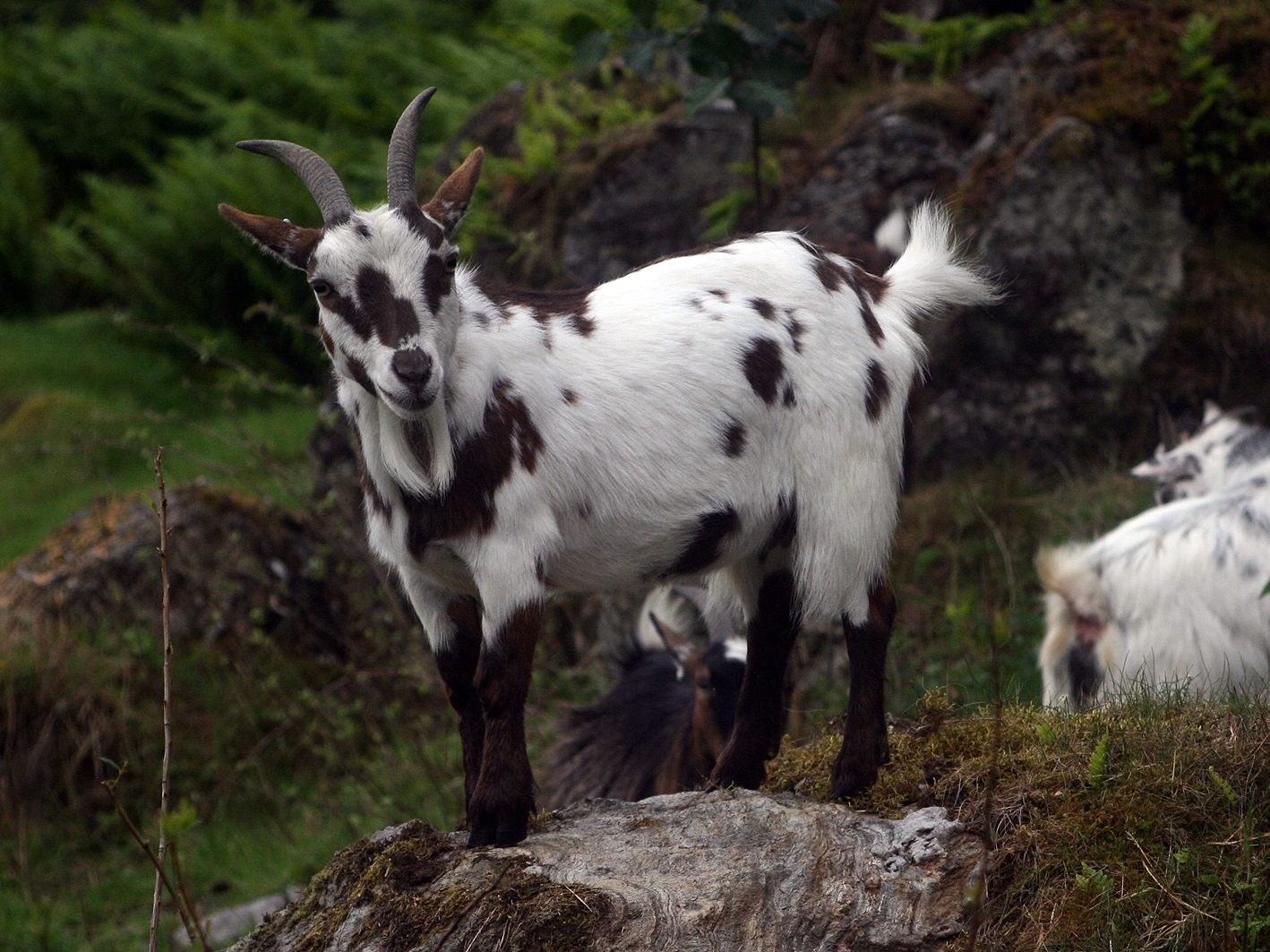 Gallery 2019 – Brucklay Pygmy Goats & Shetland Sheep