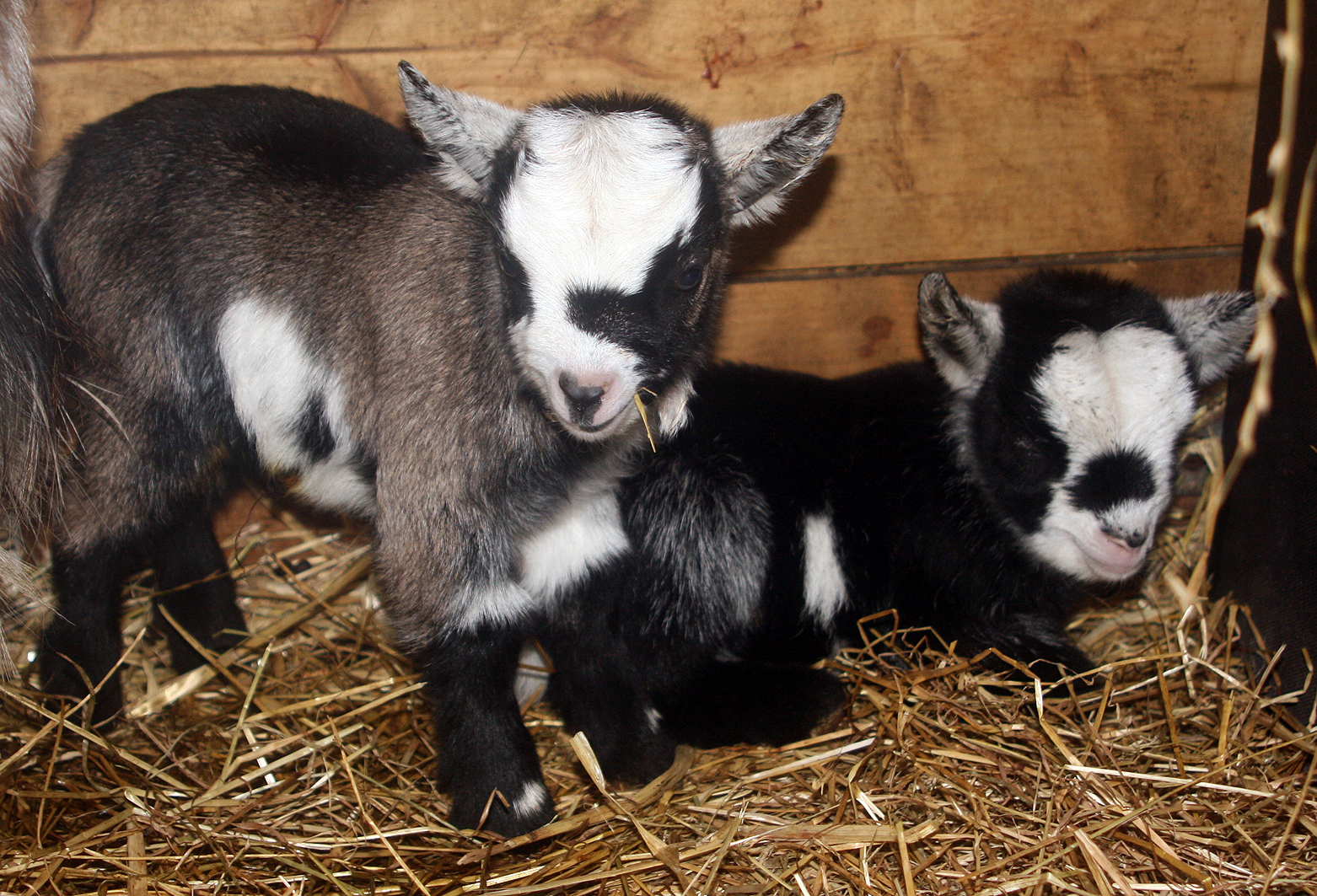 Gallery 2021 – Brucklay Pygmy Goats & Shetland Sheep