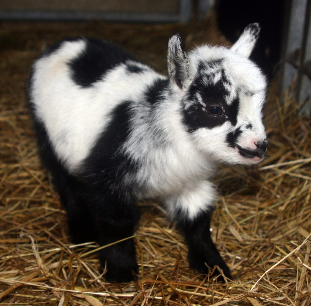Gallery 2021 – Brucklay Pygmy Goats & Shetland Sheep