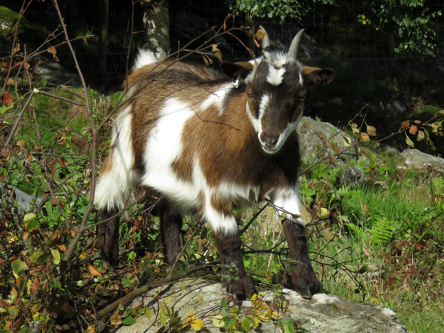Gallery 2019 – Brucklay Pygmy Goats & Shetland Sheep