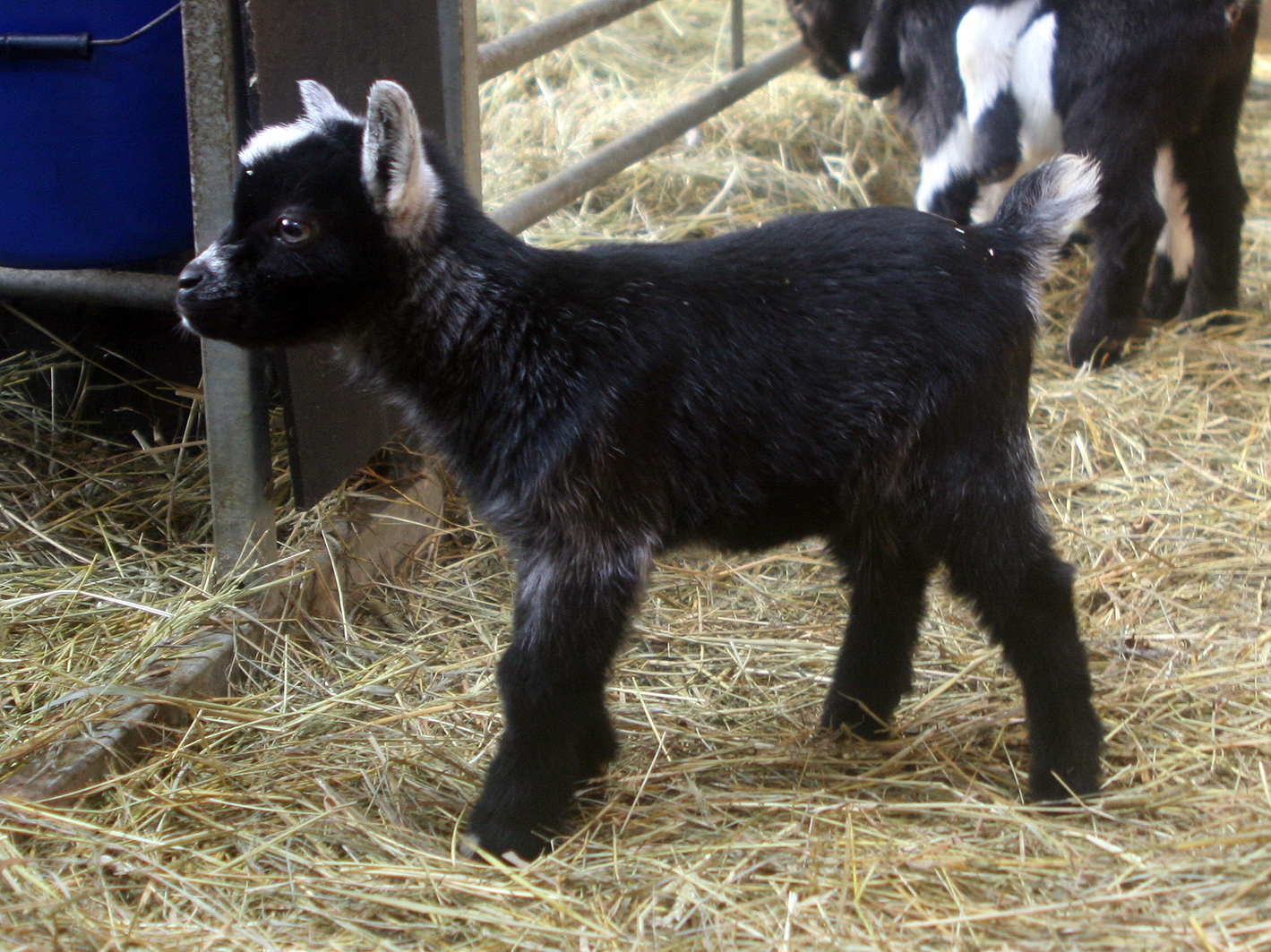 Gallery 2019 – Brucklay Pygmy Goats & Shetland Sheep