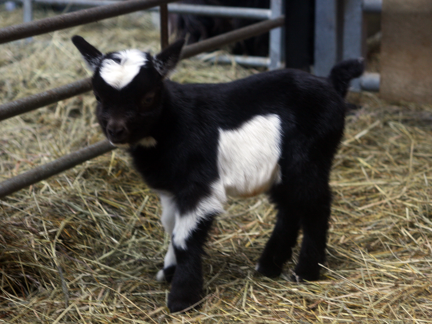 Gallery 2019 – Brucklay Pygmy Goats & Shetland Sheep