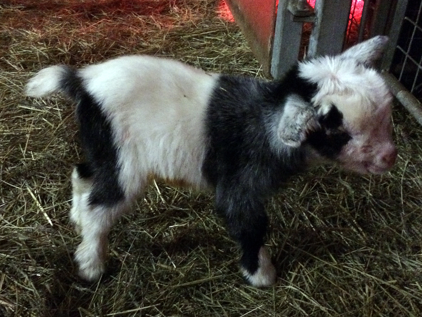 Gallery 2019 – Brucklay Pygmy Goats & Shetland Sheep