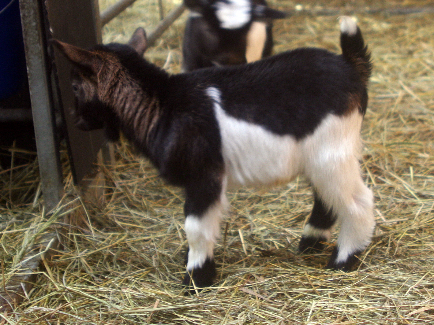 Gallery 2019 – Brucklay Pygmy Goats & Shetland Sheep