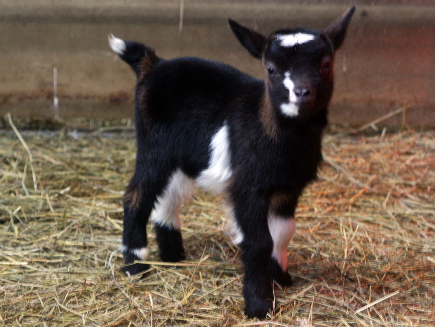 Gallery 2019 – Brucklay Pygmy Goats & Shetland Sheep