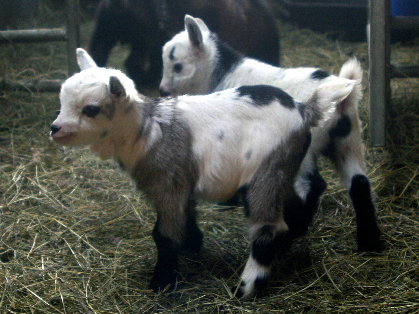 Gallery 2019 – Brucklay Pygmy Goats & Shetland Sheep