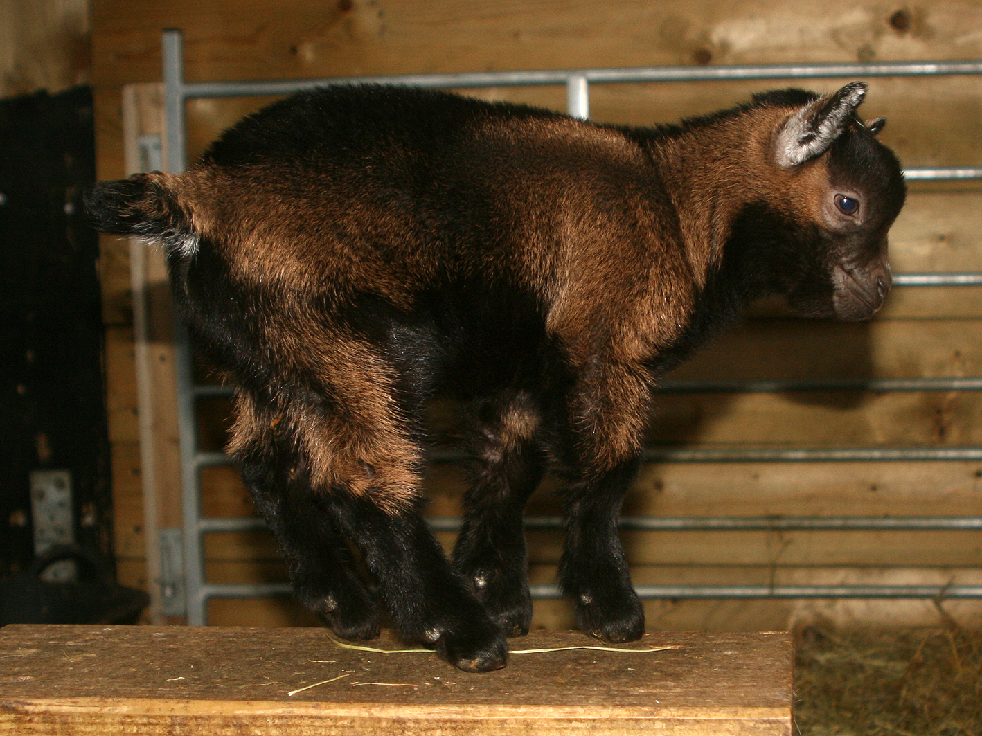 Gallery 2019 – Brucklay Pygmy Goats & Shetland Sheep