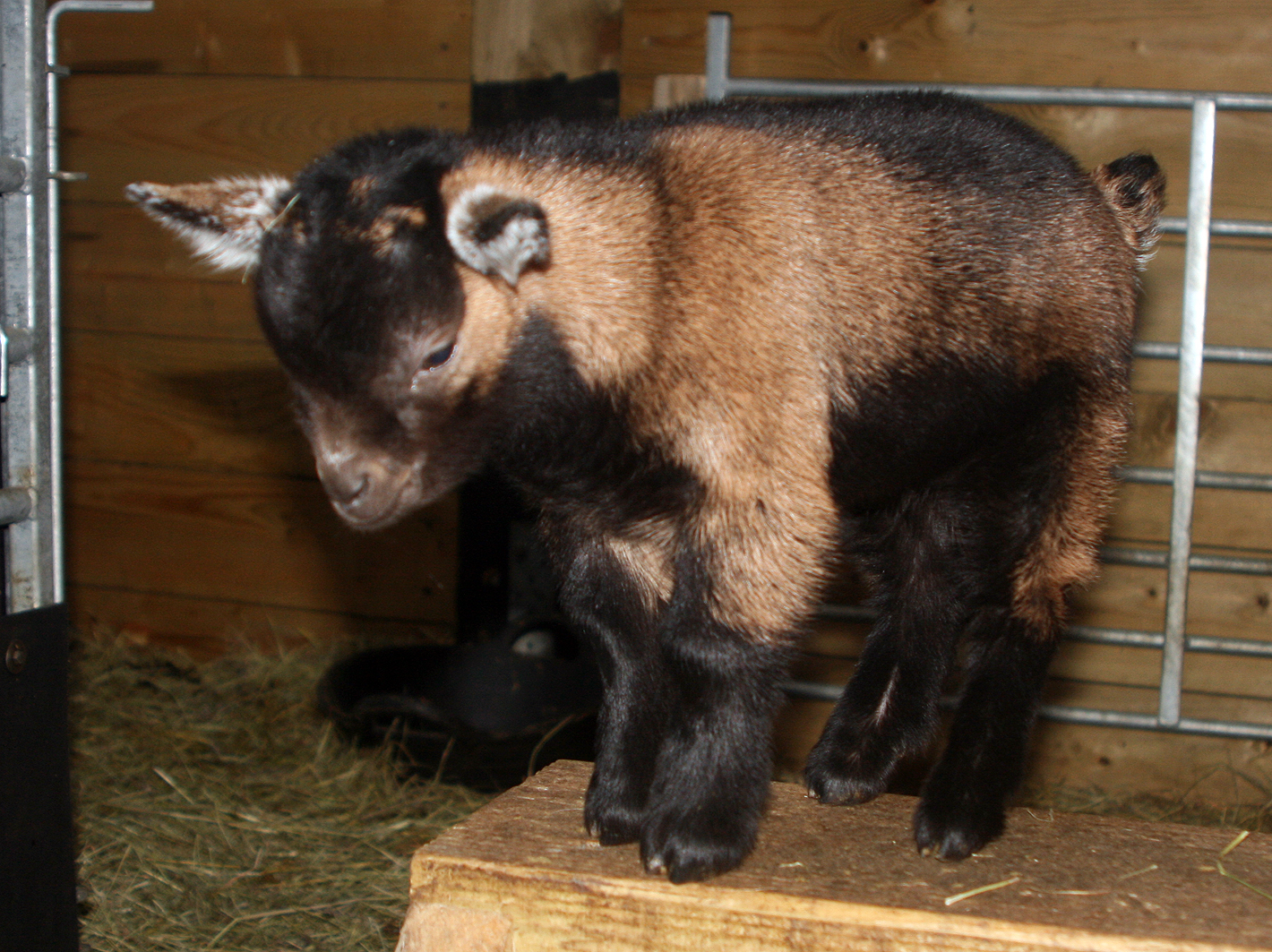 Gallery 2019 – Brucklay Pygmy Goats & Shetland Sheep