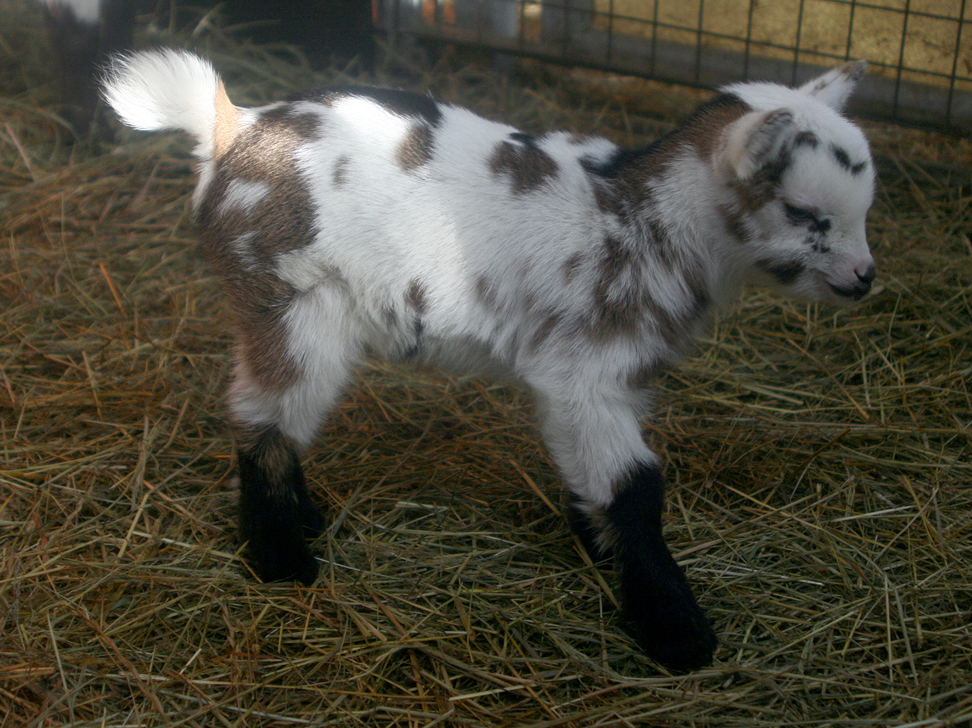 Gallery 2019 – Brucklay Pygmy Goats & Shetland Sheep