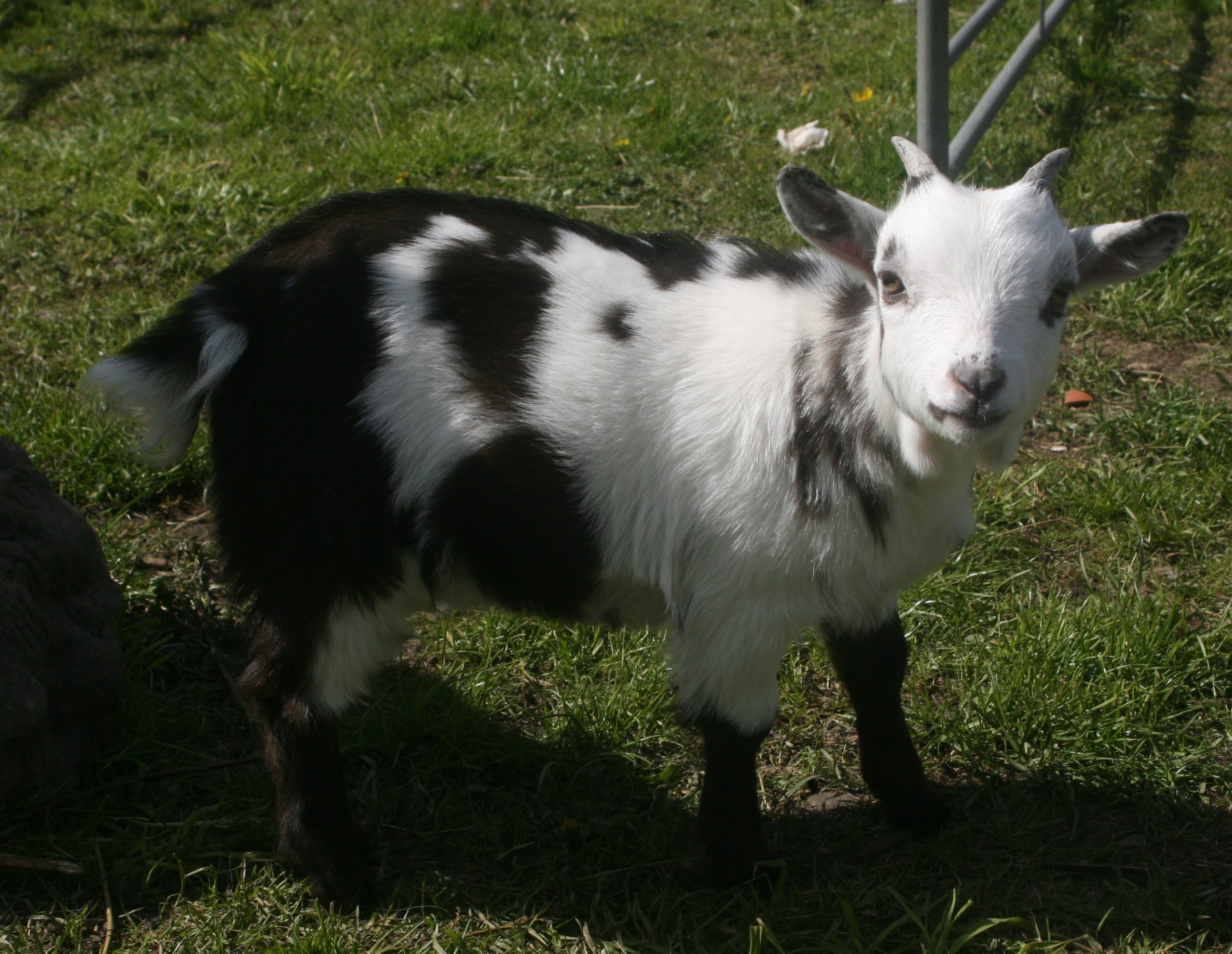Gallery 2019 – Brucklay Pygmy Goats & Shetland Sheep