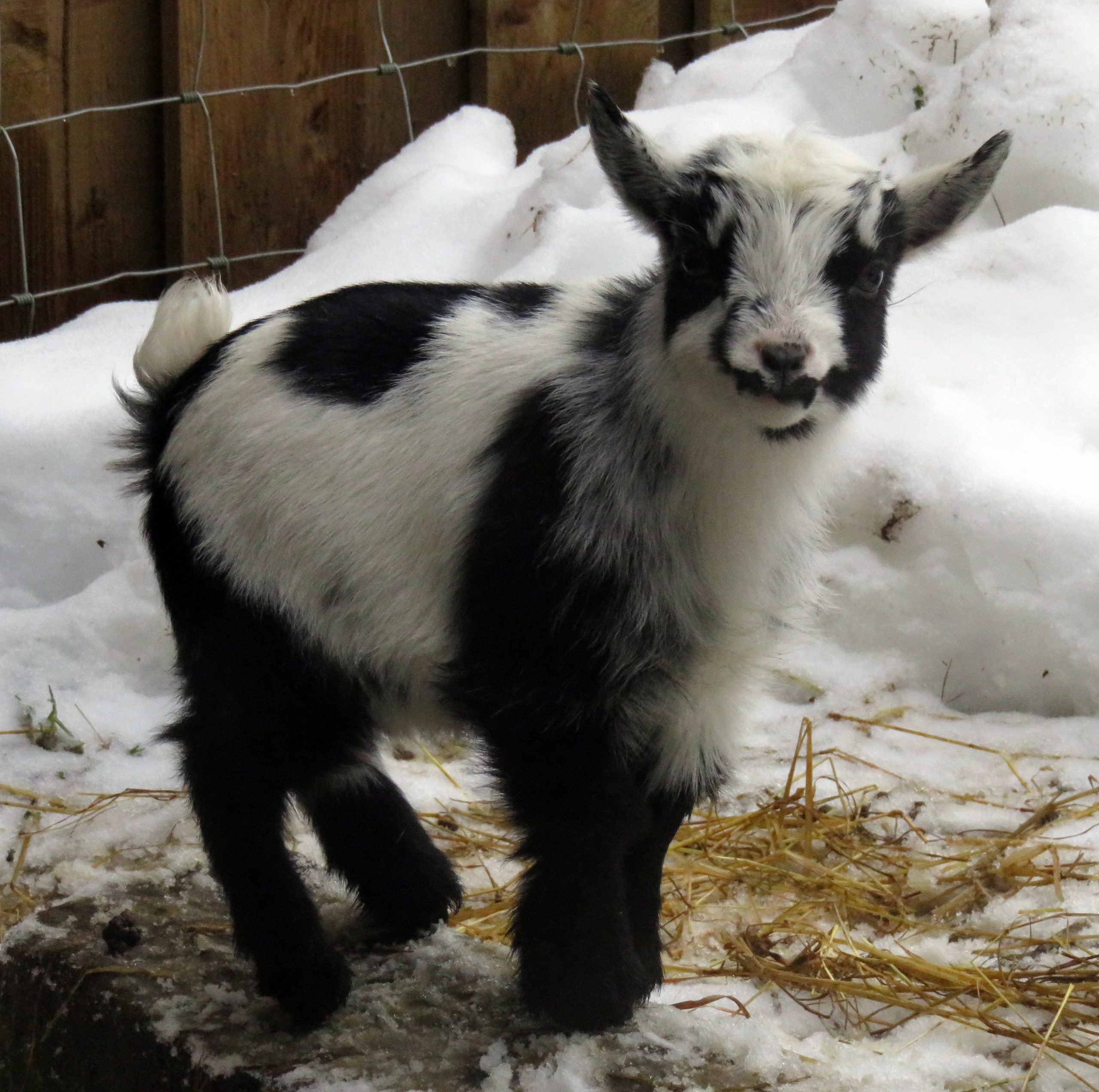 Gallery 2021 – Brucklay Pygmy Goats & Shetland Sheep