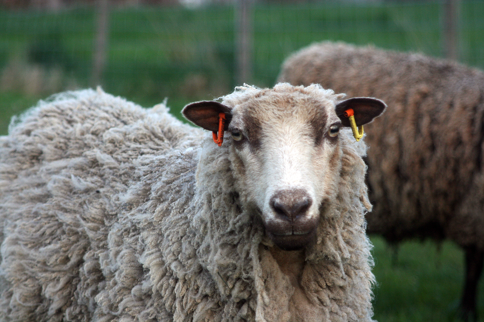 Shetland Gallery 2022 – Brucklay Pygmy Goats & Shetland Sheep