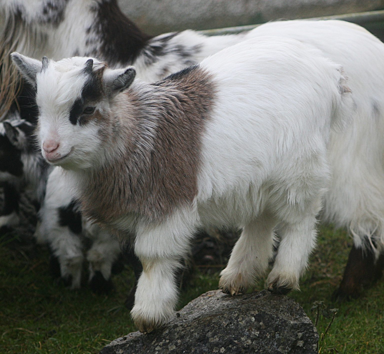 Kids 2024/25 – Brucklay Pygmy Goats & Shetland Sheep